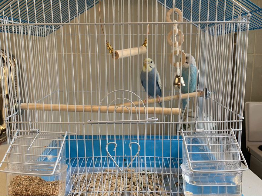 Молодая пара с клеткой