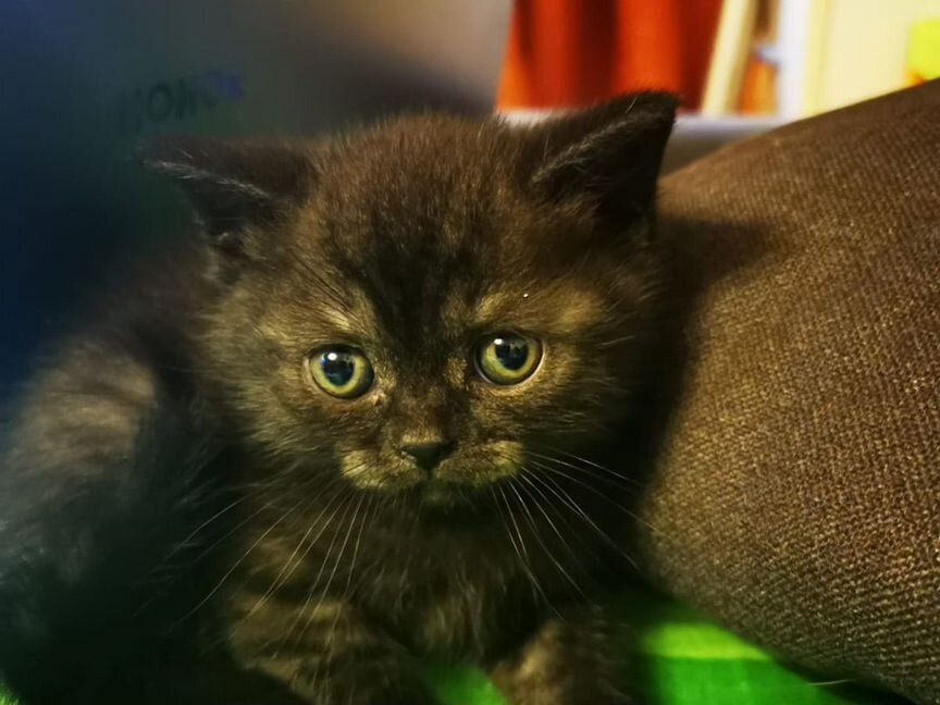 Черный котенок британец-шотландец
