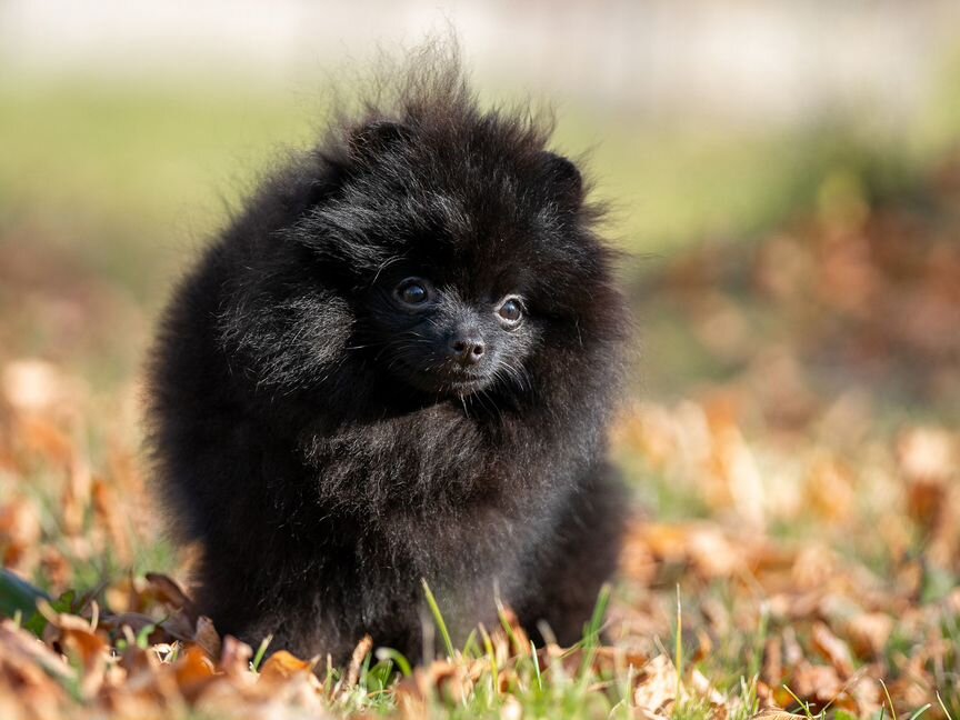 Щенок померанского шпица