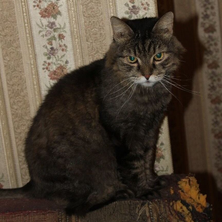 Умирает хозяйка, нужен дом котику