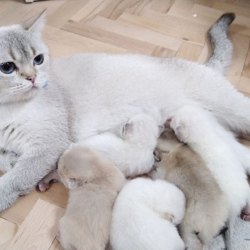 Продаю котят