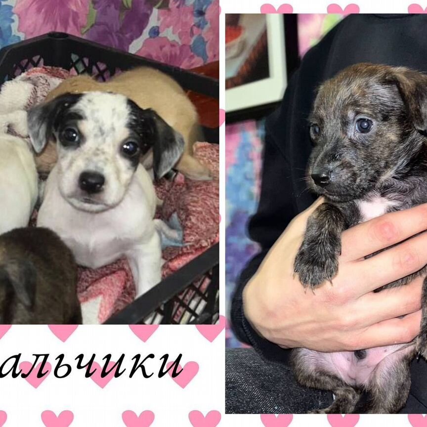 Щенки стаффа