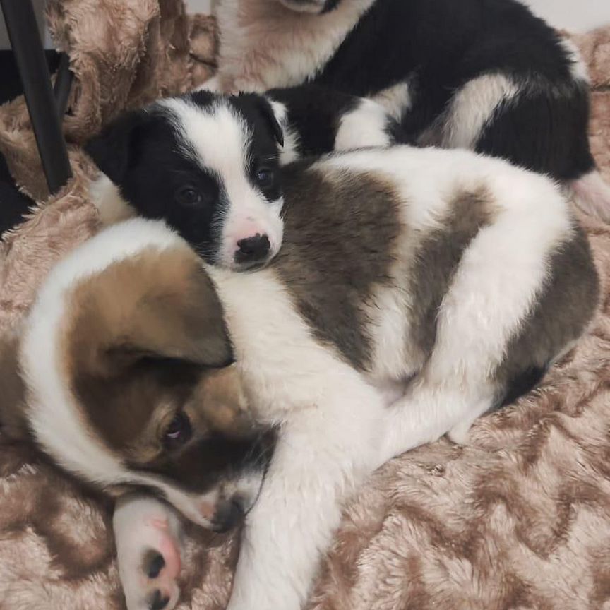 Отдам даром в добрые руки