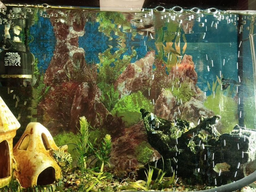 Отдам рыбок гуппи