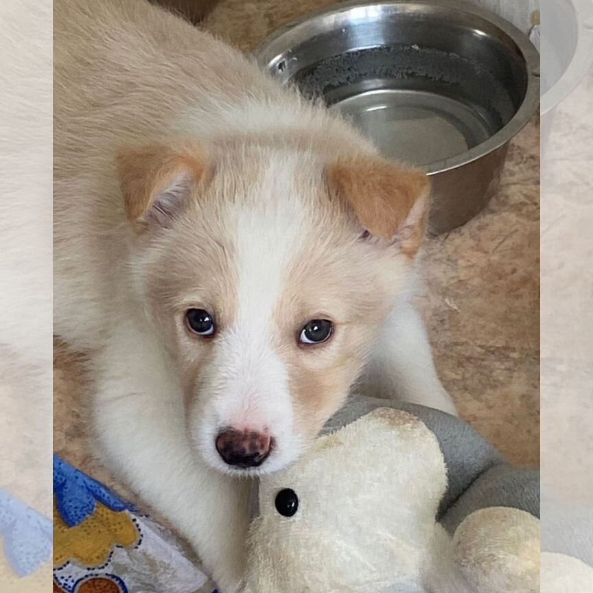 Щенок в добрые руки