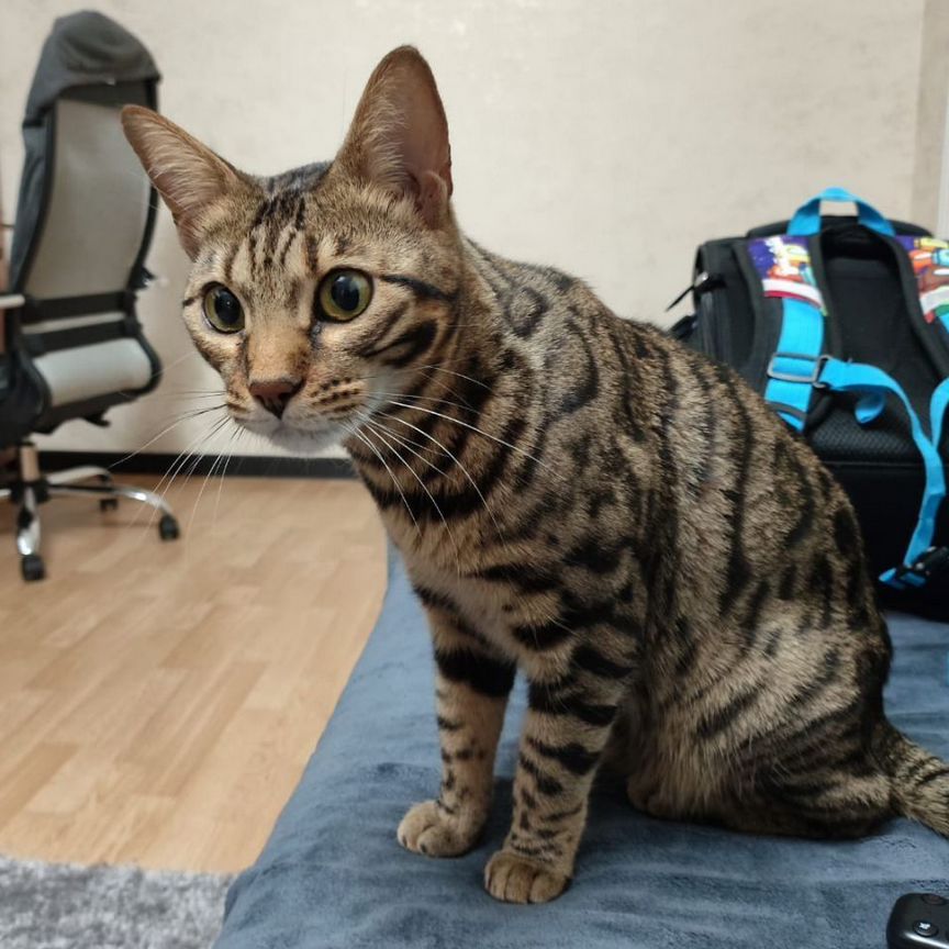 Бенгальская кошка в добрые руки