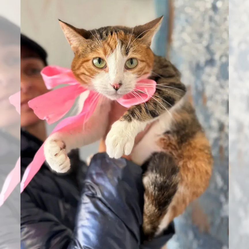 Взрослая, кошка в добрые руки