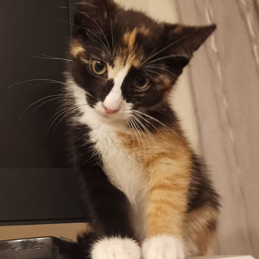 Пятнистый котëнок ищет дом