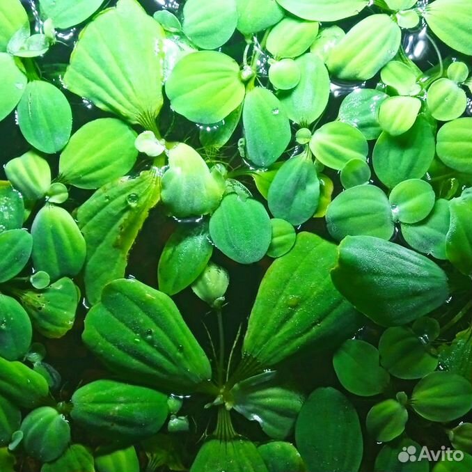 Пистия (Pistia) Лимнобиум губчатый (Limnobium sp