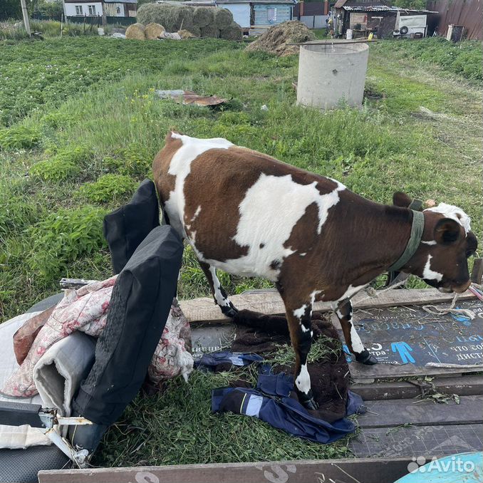 Телочка 5 месяцев