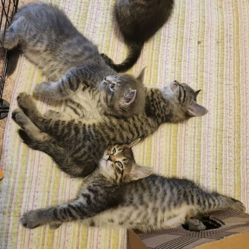 Котята в добрые ручки, 2 мес