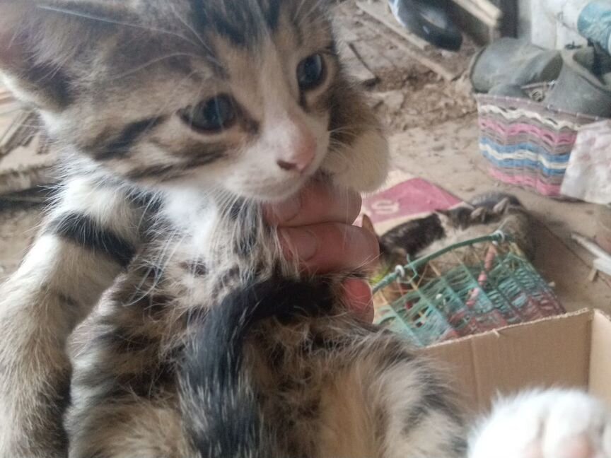 Отдадим котят в надёжные руки