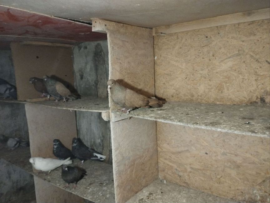 Голуби желтобокие Кировоградские