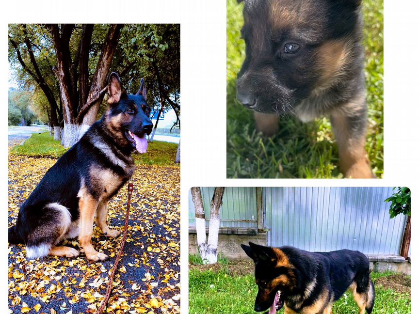 Продам щенка овчарки, кобель 1,5 месяца