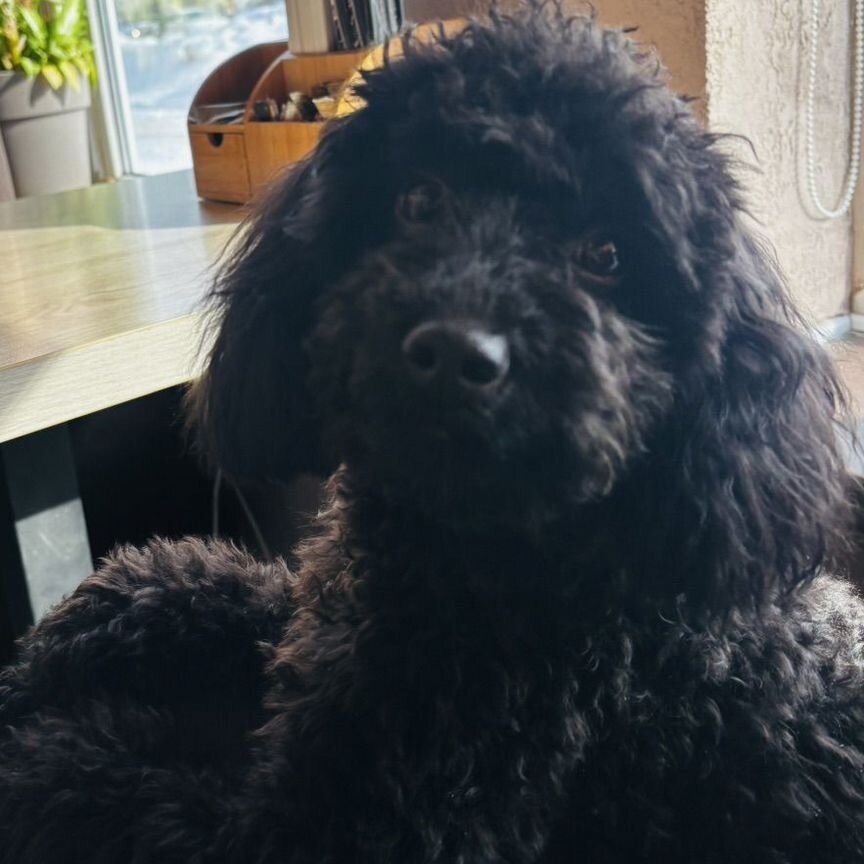 Карликовый пудель, щенок