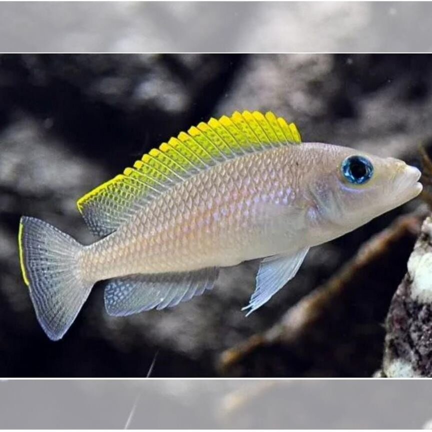 Аквариумные рыбки