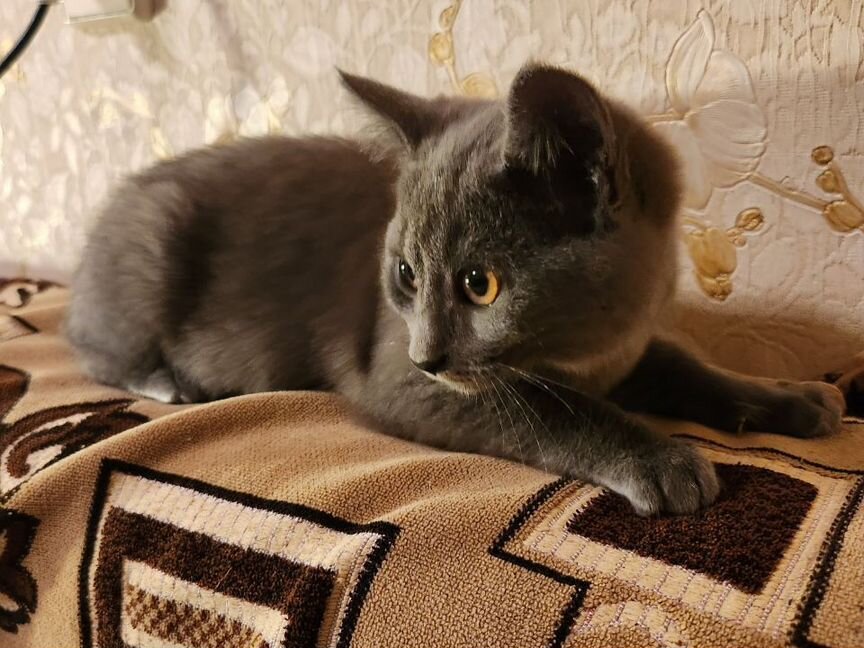 Котенок помесь британца