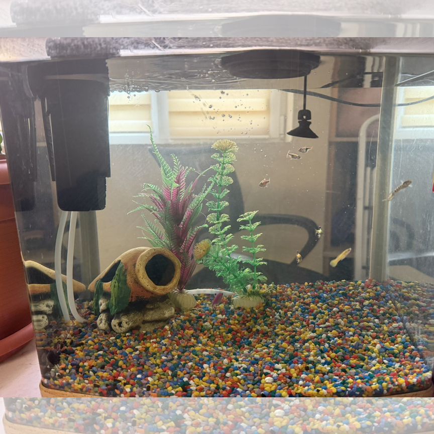 Аквариумные рыбки даром