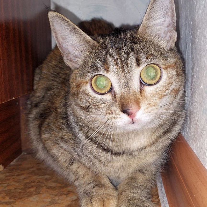 Кошечки до года в новый дом