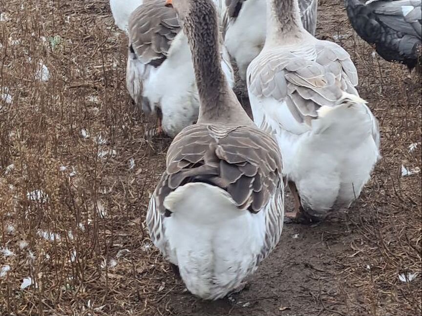 Холмогорские гуси