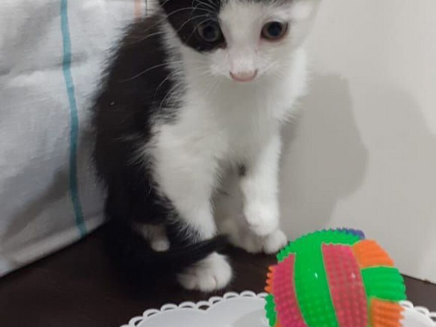 Котёнок Захар