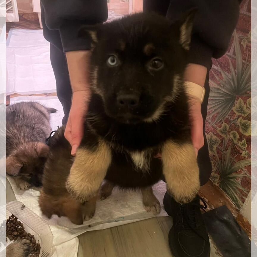 Сибирский хаски, щенок