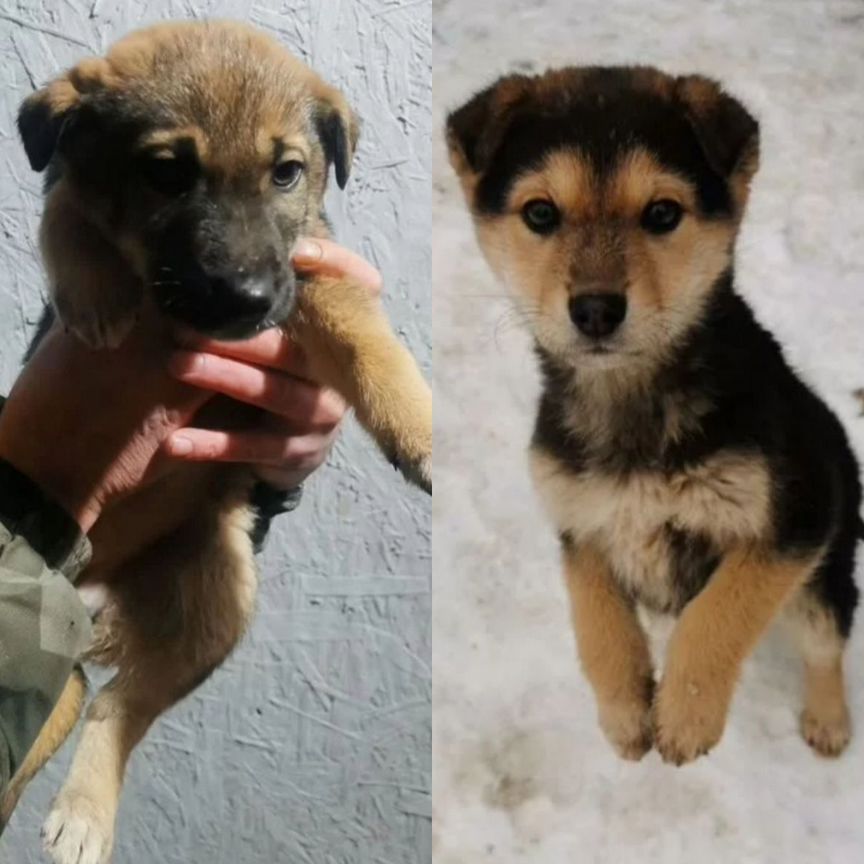 Щенки в добрые руки, девочки