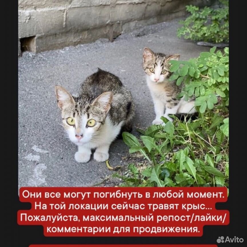 Котята ищут дом
