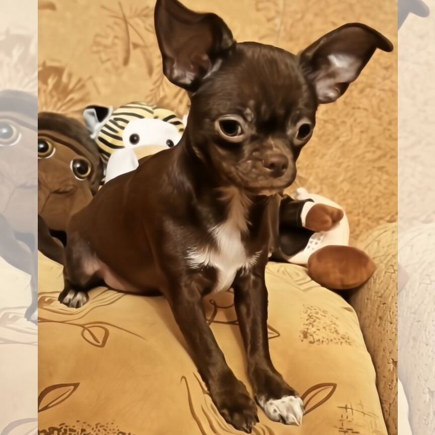 Чихуахуа, щенок