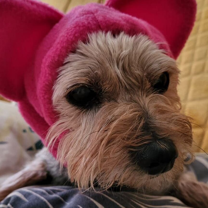 Шапочка для маленькой собачки