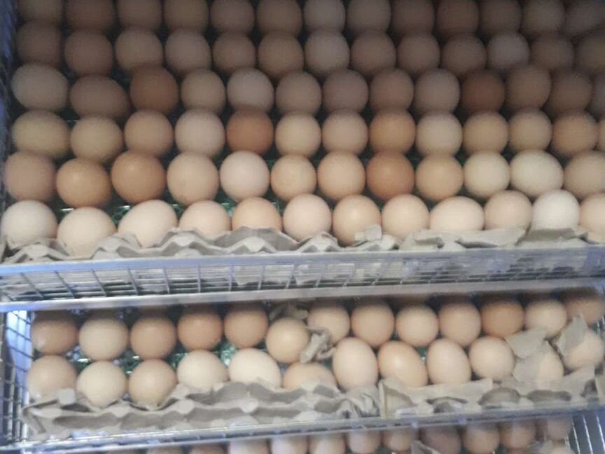 Инкубационное яйцо бройлера кобб 500,росс308