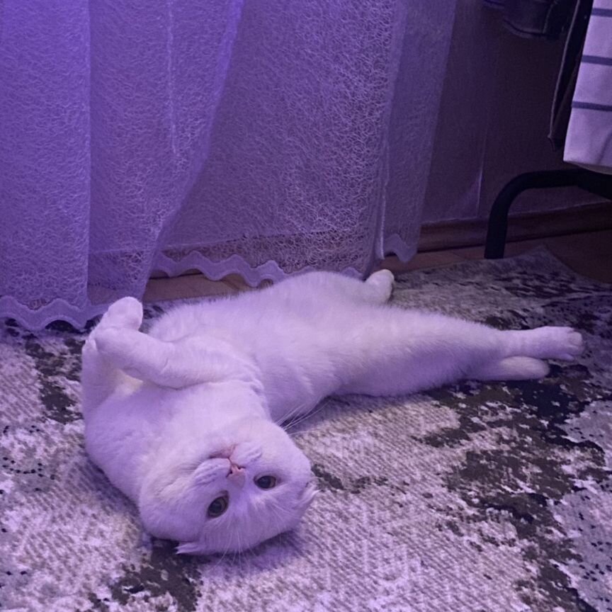 Шотландский вислоухий короткошёрстный кот, вязка