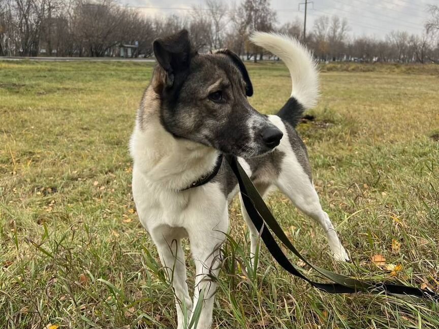 Красивый пёс ждёт в приюте свою семью