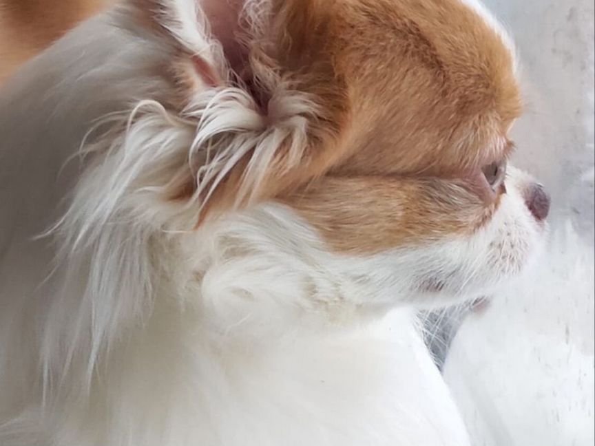 Вязка чихуахуа