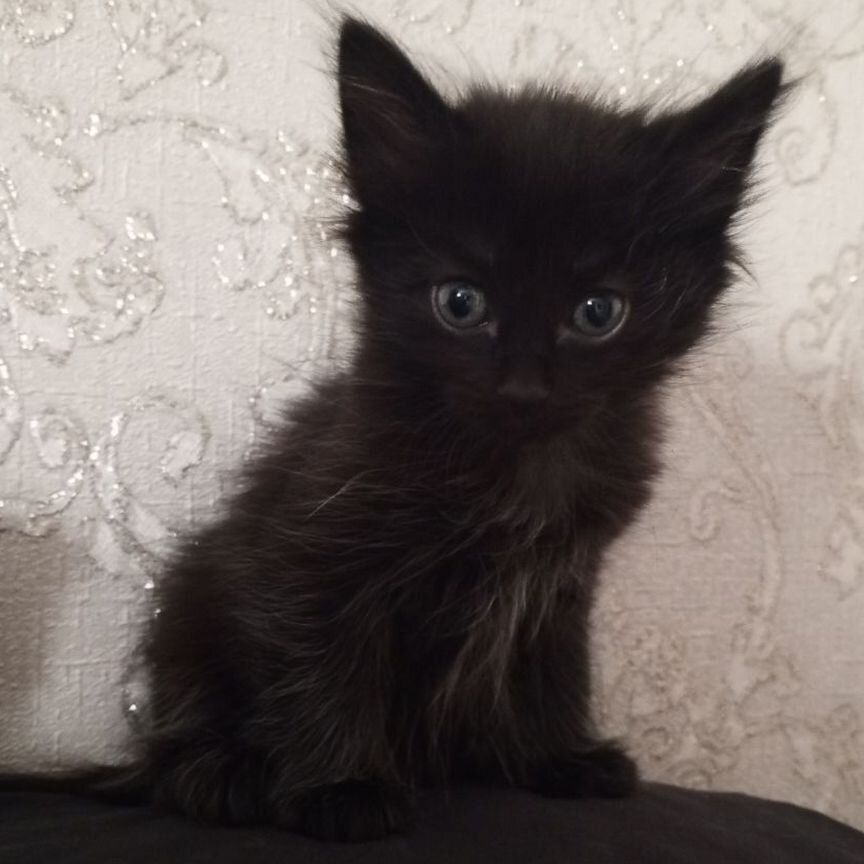 Отдам котенка в добрые руки бесплатно