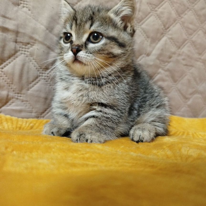 Девочка коротколапка