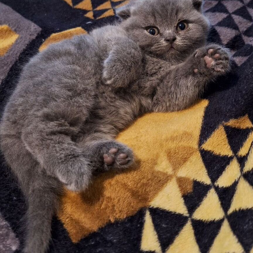 Шотландский вислоухий длинношёрстный котёнок