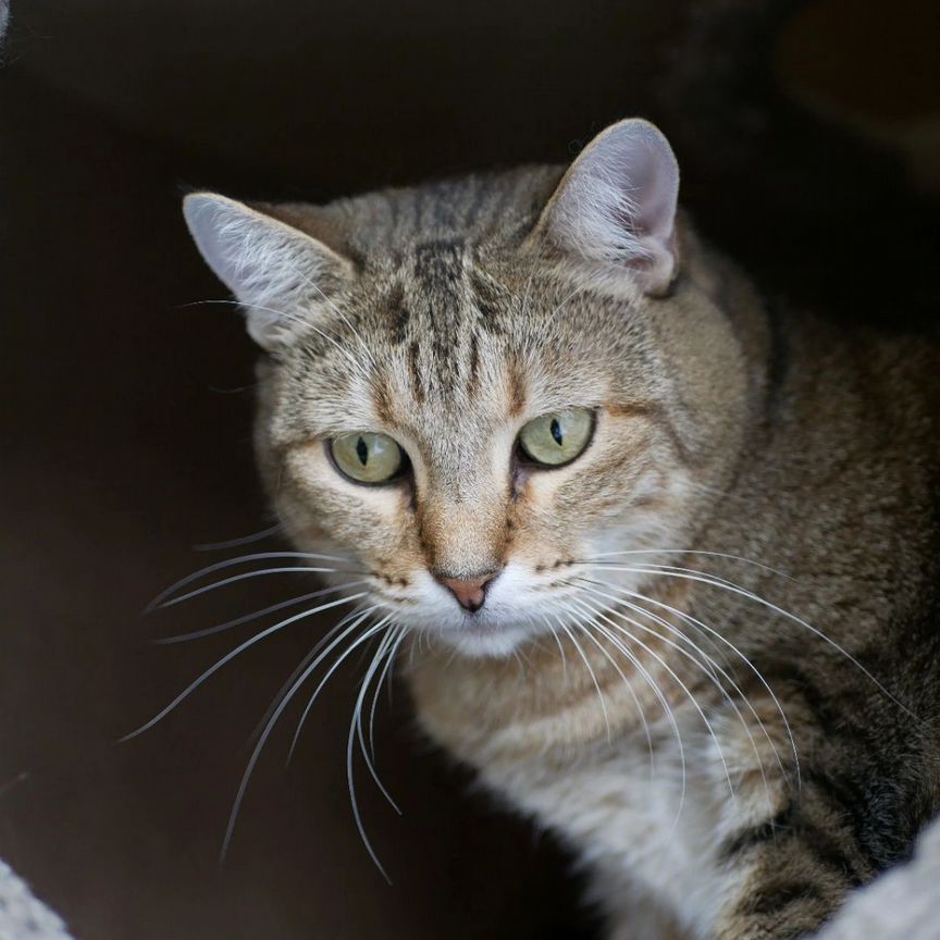 Кошечка ищет дом