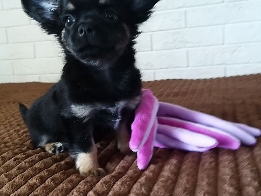 Щенки чихуахуа