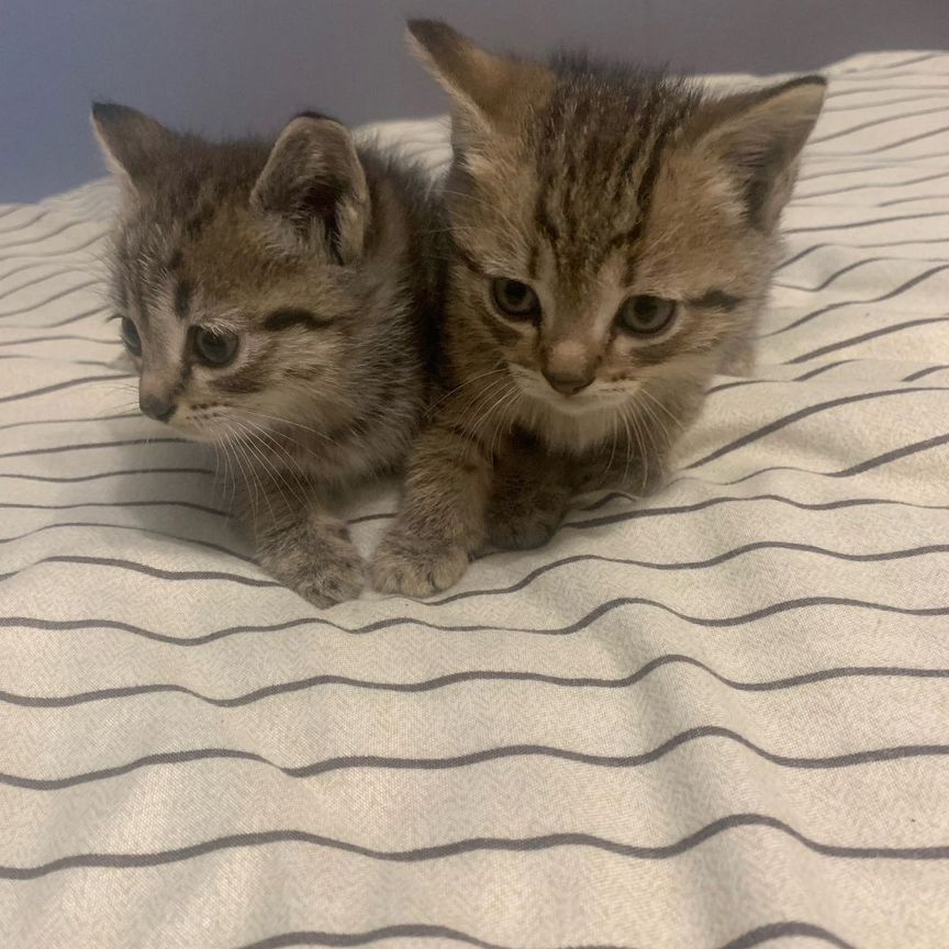 Шотландская смесь