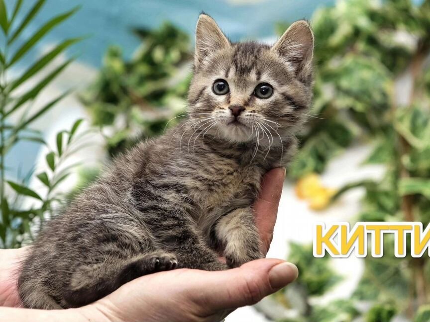 Котенок в добрые ручки