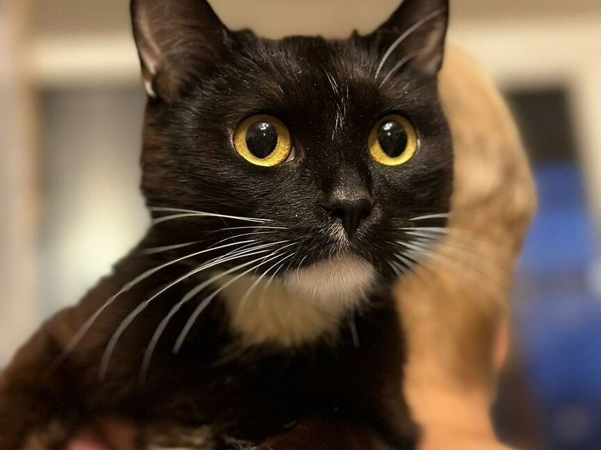 Котики остались одни