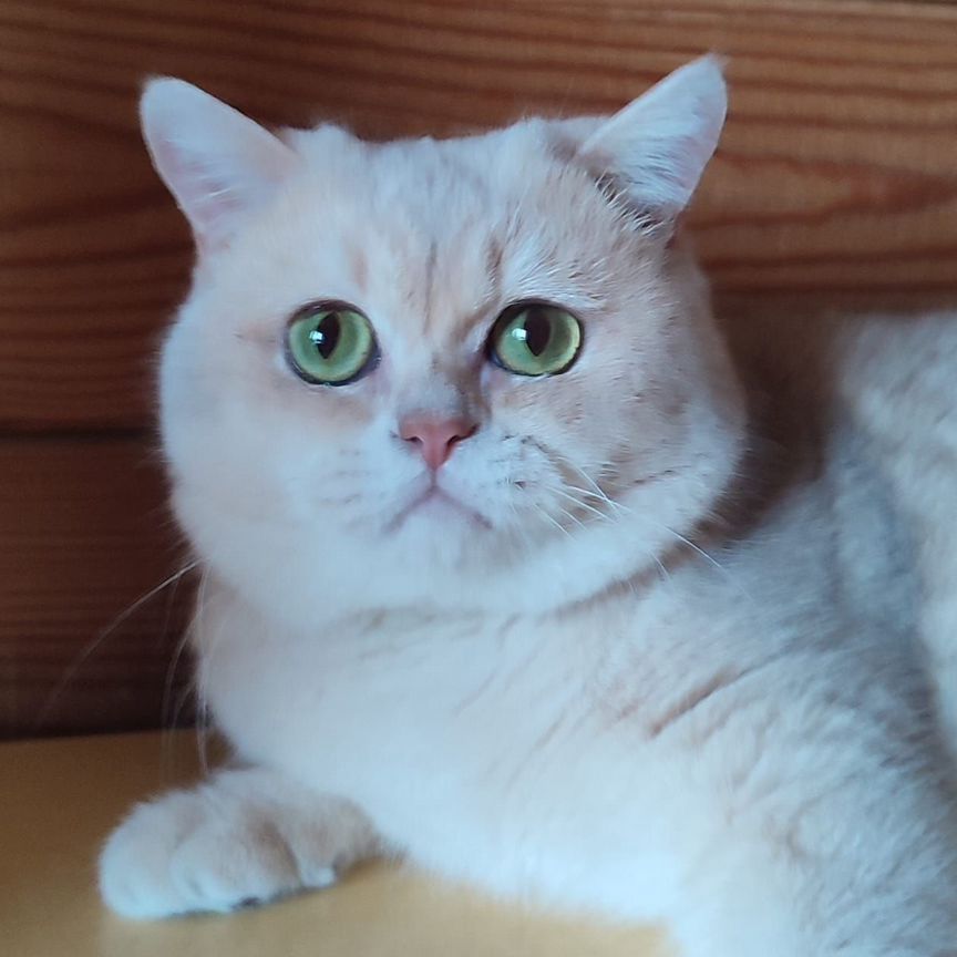 Шотландский котик су11