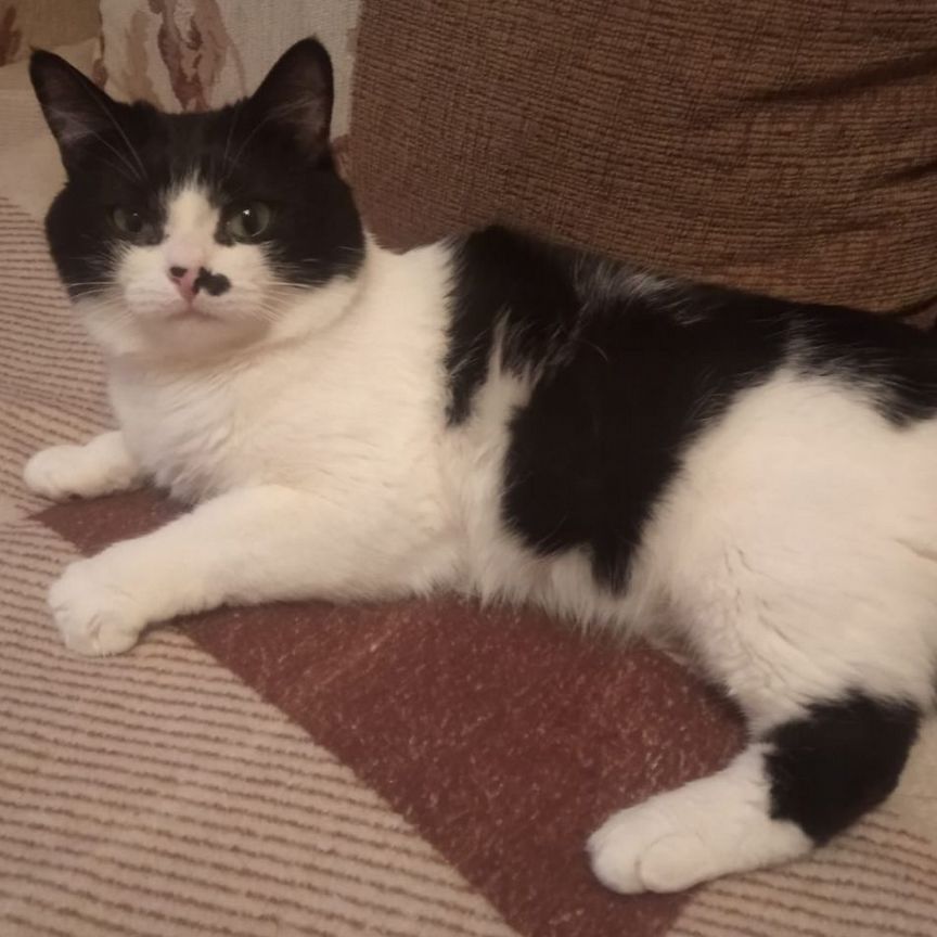 Взрослая кошка в добрые руки