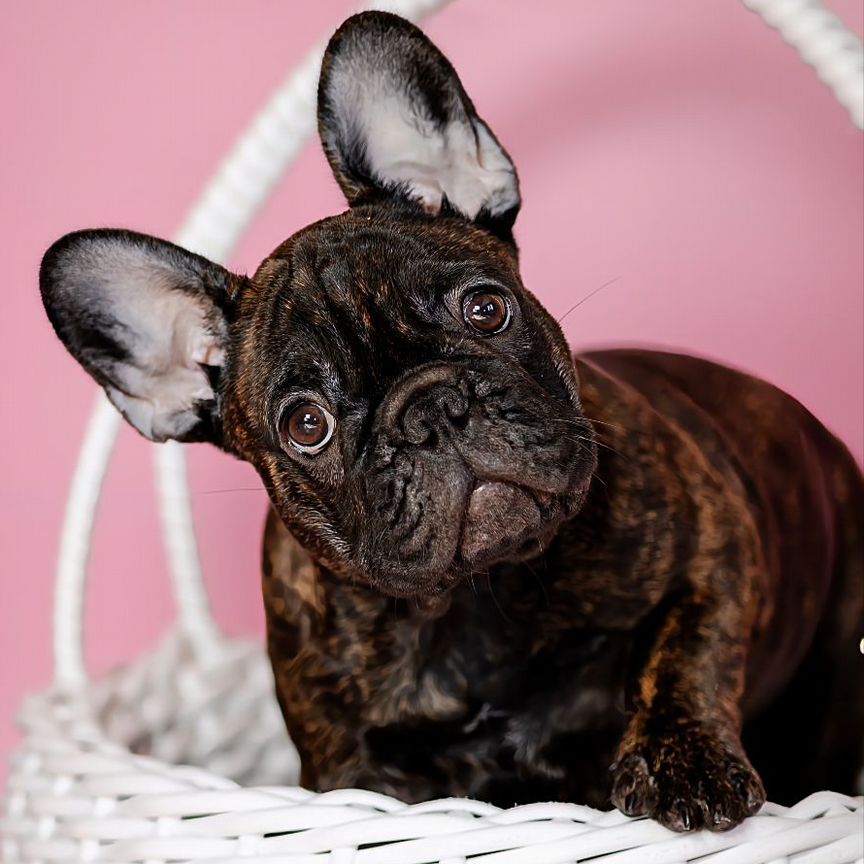 Французский бульдог, щенок