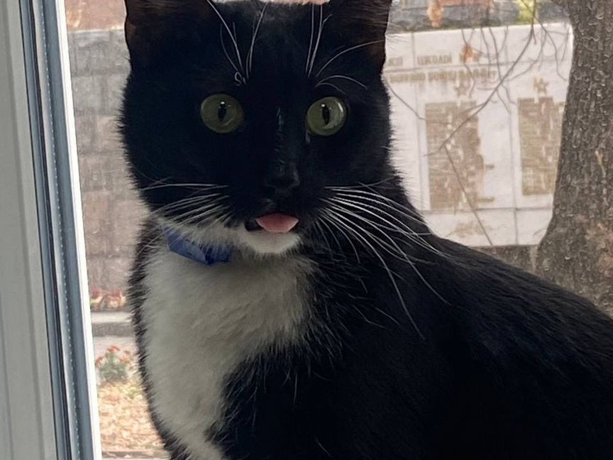 Черный кот с зелеными глазами