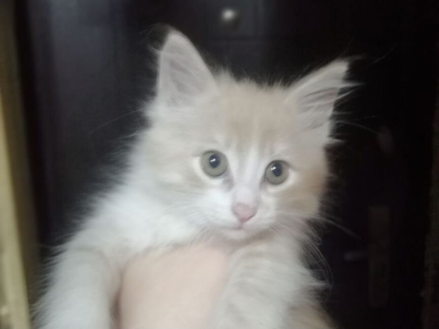 Котята мейн-кун