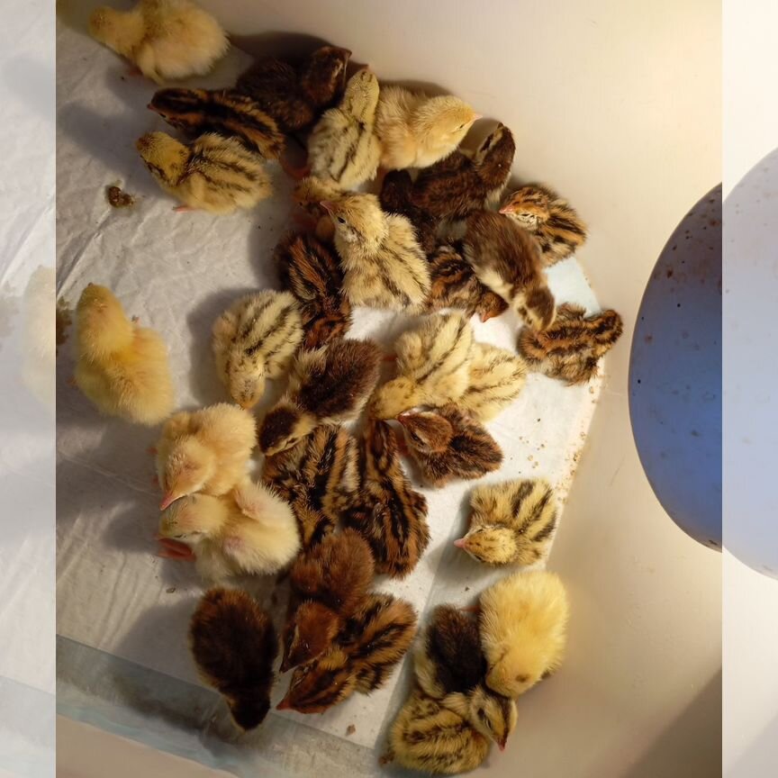 Перепелята