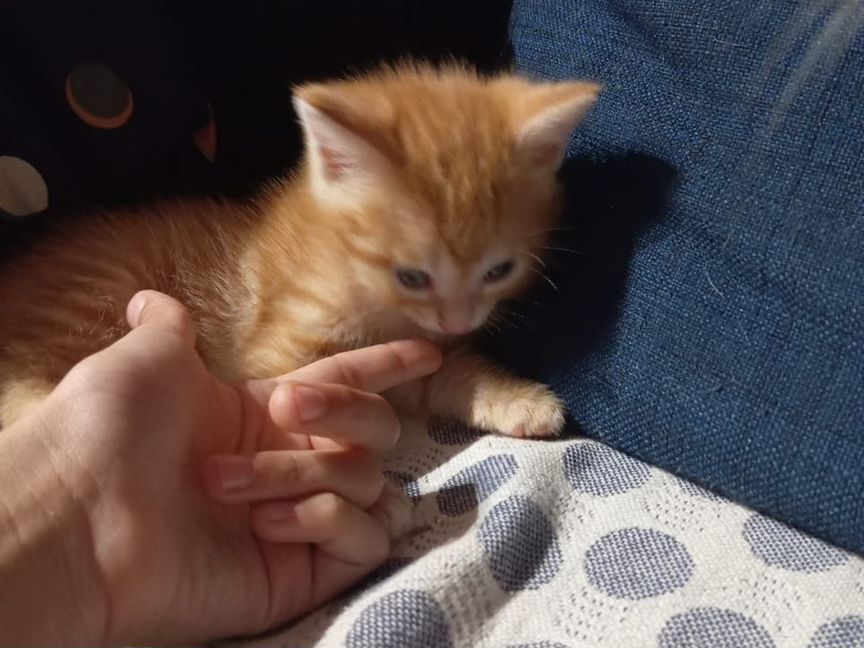 Отдам котенка в хорошие руки