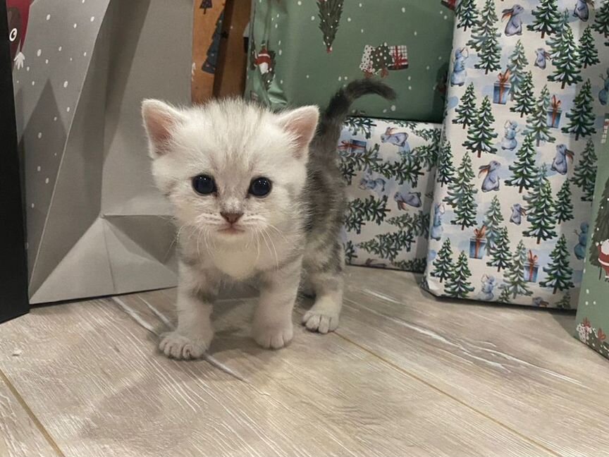 Шотландские котята